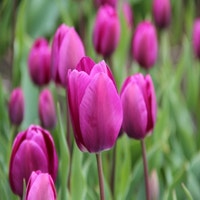 Tulp (Tulipa 'Negrita')