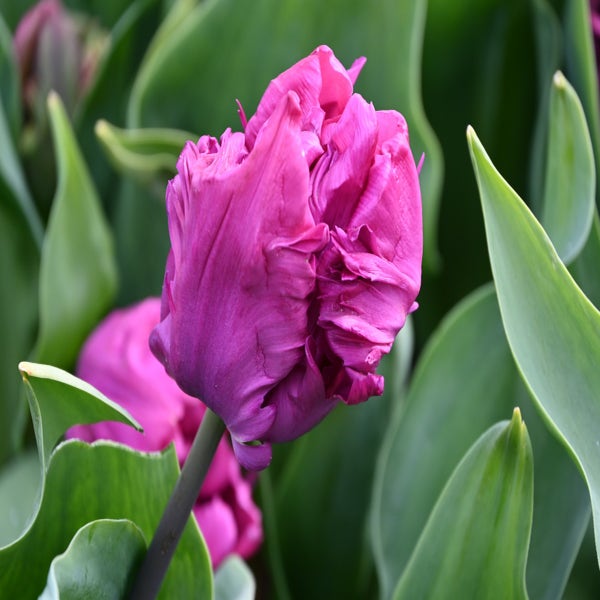 Tulp (Tulipa 'Parrot Prince')