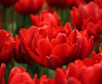 Tulp (Tulipa batalinii 'Red Hunter') | Directplant