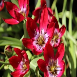 Tulp (Tulipa 'Tiny Timo')