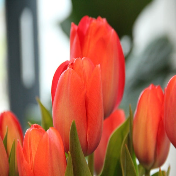 Tulp (Tulipa 'Orange van Eijk')