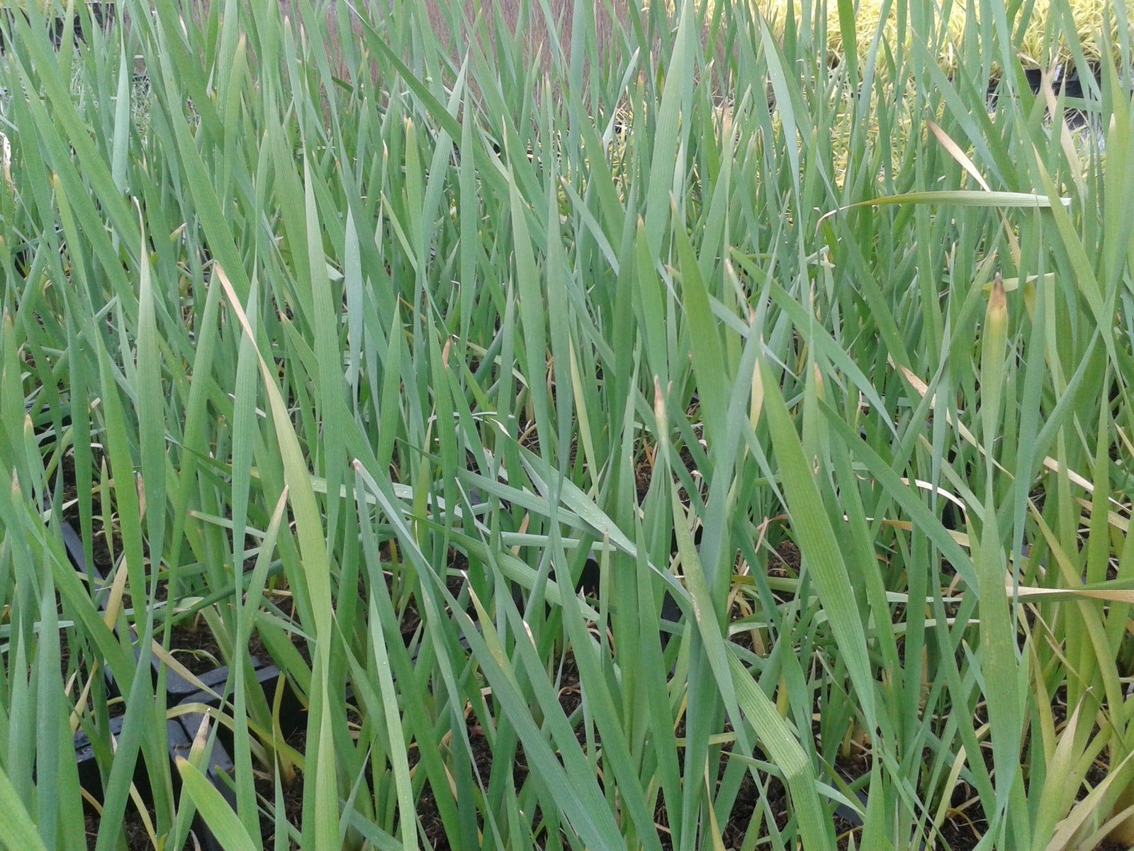 Grote lisdodde (Typha latifolia) | Directplant