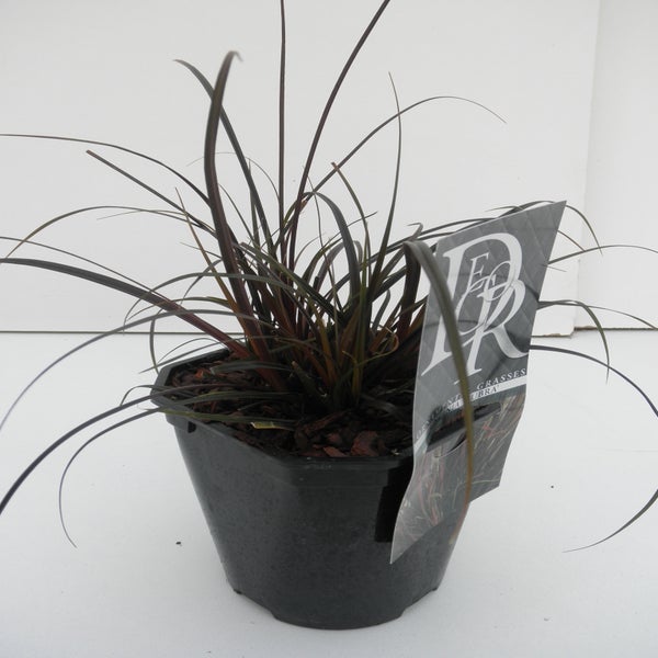 Mahoniegras (Uncinea 'Rubra')