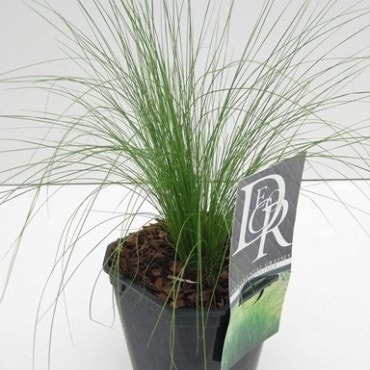 Vedergras (Stipa tenuissima 'Ponytails') | Directplant