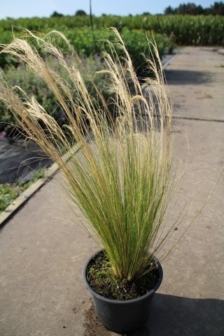 Vedergras (Stipa tenuissima 'Ponytails') | Directplant