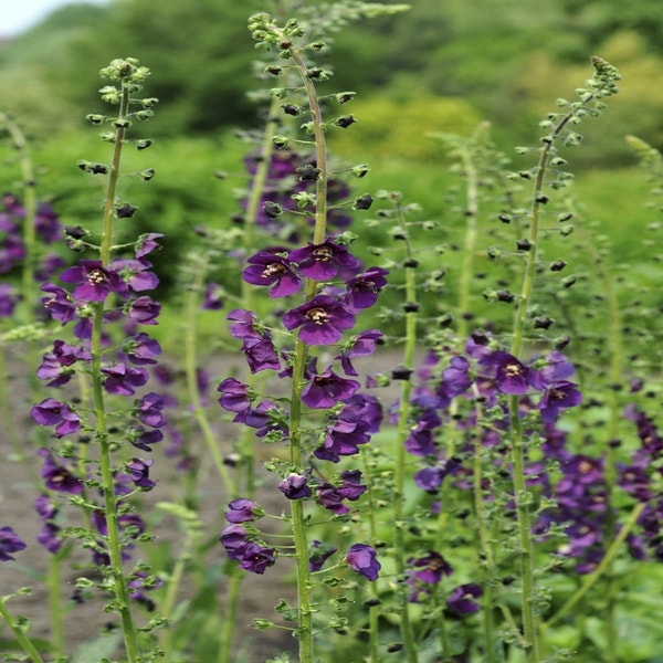 Paarse toorts (Verbascum phoeniceum)