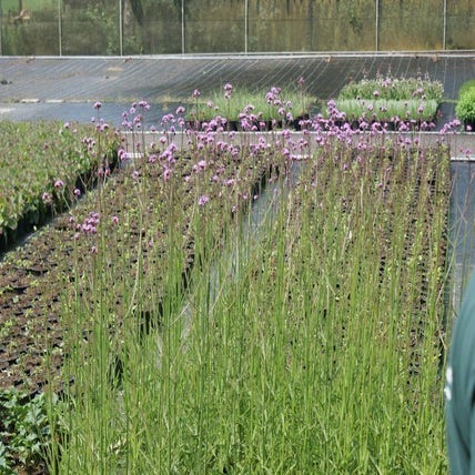 IJzerhard (Verbena bonariensis) | Directplant