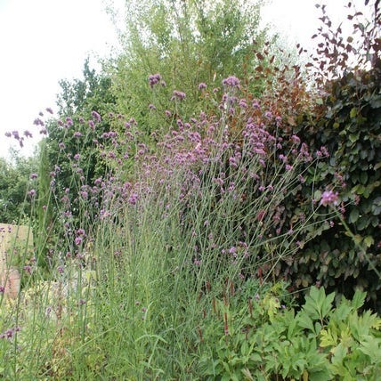 IJzerhard kopen? Verbena bonariensis met Groeigarantie!