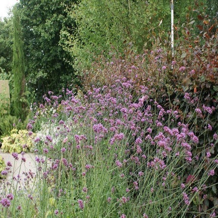 IJzerhard kopen? Verbena bonariensis met Groeigarantie!