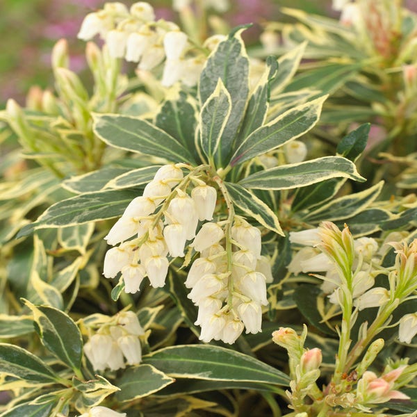 Rotsheide (Pieris japonica 'Carnaval')