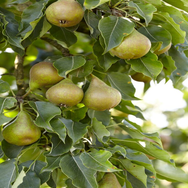 Wilde peer (Pyrus communis)