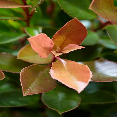 Glansmispel (Photinia fraseri 'Chico')
