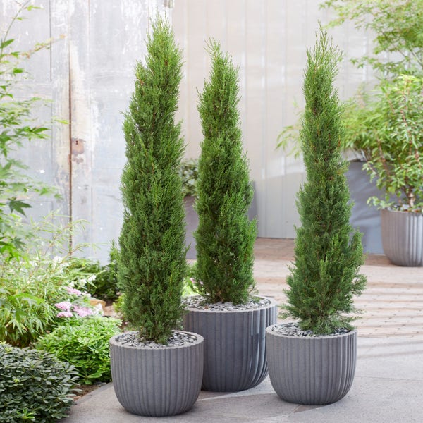 Italiaanse cipres kopen? Cupressus Stricta met groeigarantie