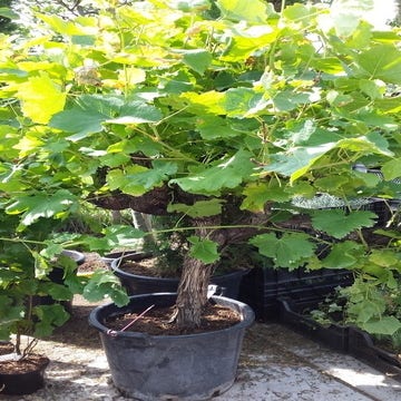 Druif, op stam (Vitis vinifera)