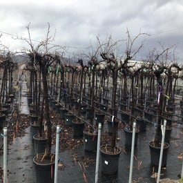 Druif als boom (Vitis vinifera 'Red Globe')