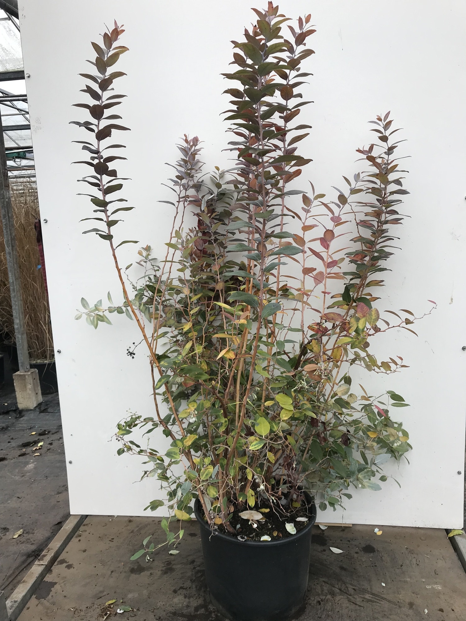 Zenobia (Zenobia pulverulenta 'Blue Sky') | Directplant