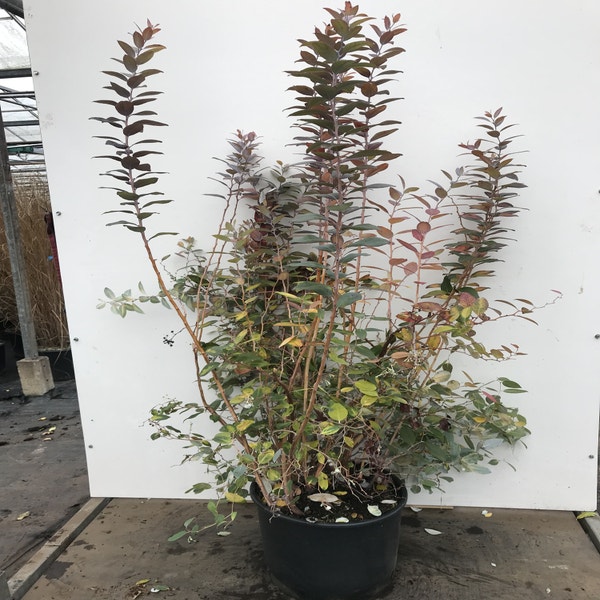 Zenobia (Zenobia pulverulenta 'Blue Sky')