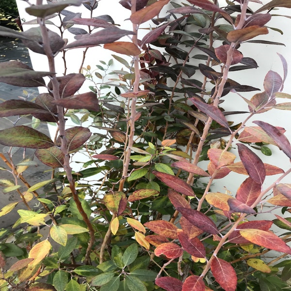 Zenobia (Zenobia pulverulenta 'Blue Sky')