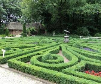 Haagplanten kopen? Altijd goedkoop! | Directplant