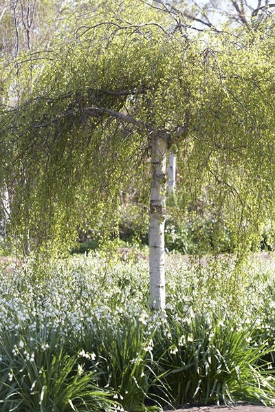 Treurbomen planten en snoeien