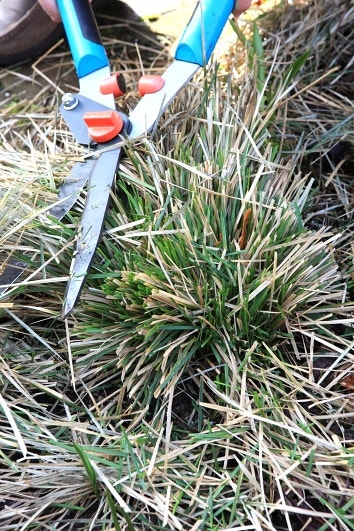 siergrassen verzorging en soorten | Directplant